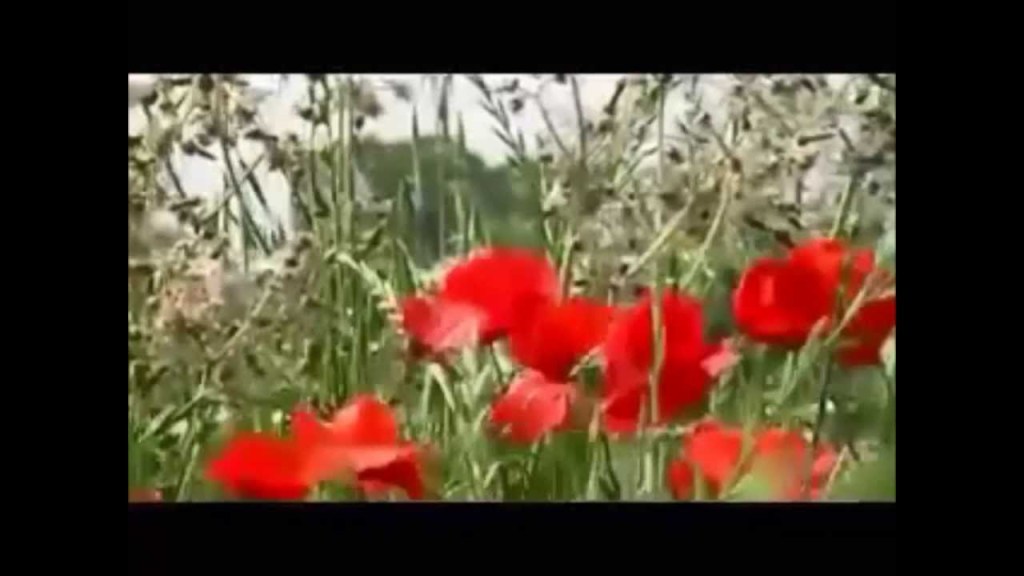 Mihovil Pavlek Miškina: Crveni makovi | radio gornji grad