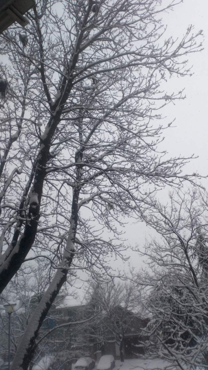 Ana Zogović: Breza | radio gornji grad